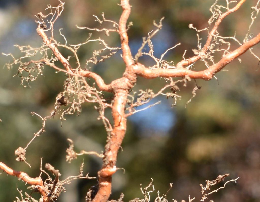 ORIENTAL BITTERSWEET VINE - friendsoflibertyreservoir.org