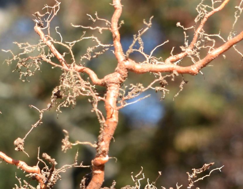 ORIENTAL BITTERSWEET VINE - friendsoflibertyreservoir.org
