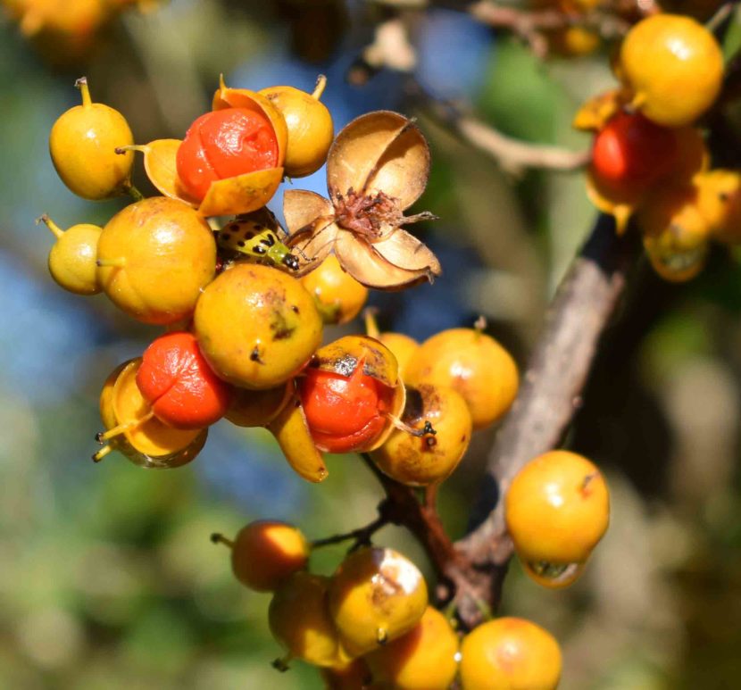 ORIENTAL BITTERSWEET VINE - friendsoflibertyreservoir.org